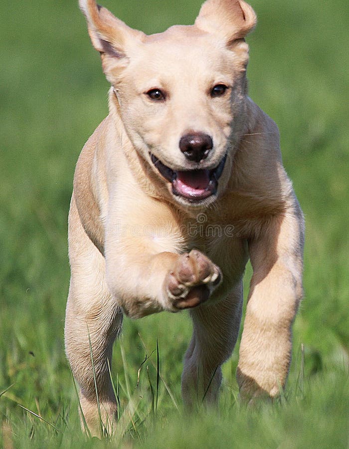 Golden Labrador Puppy Running through Field Stock Photo - Image of ...