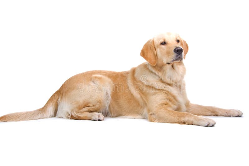 270+ Labrador retriever golden retriever Free Stock Photos ...