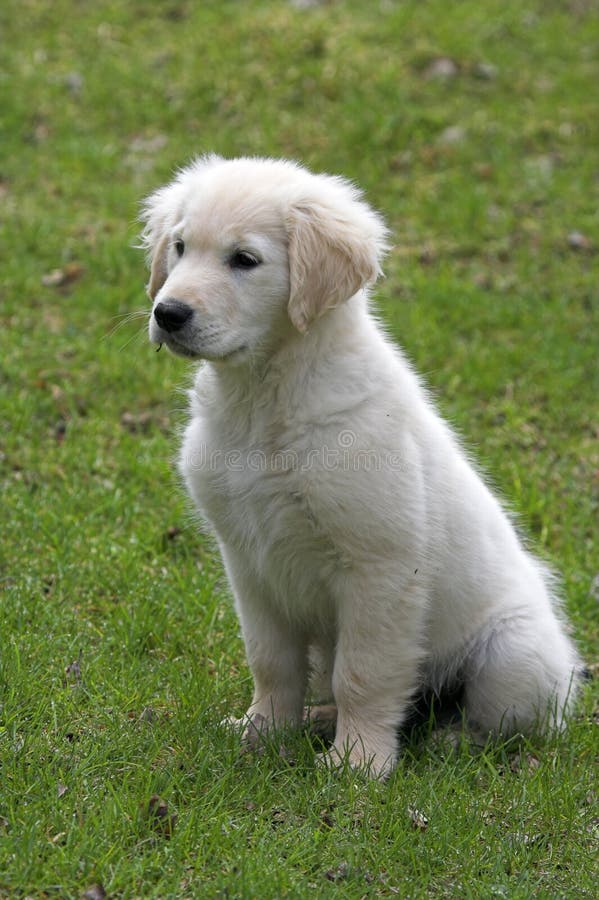 Golden Labrador Retriever stock image. Image of paws, white - 1353033