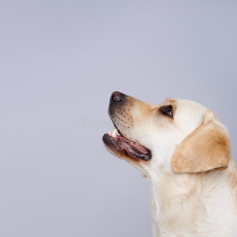 Loving golden labrador stock photo. Image of animal, pedigree - 28669304