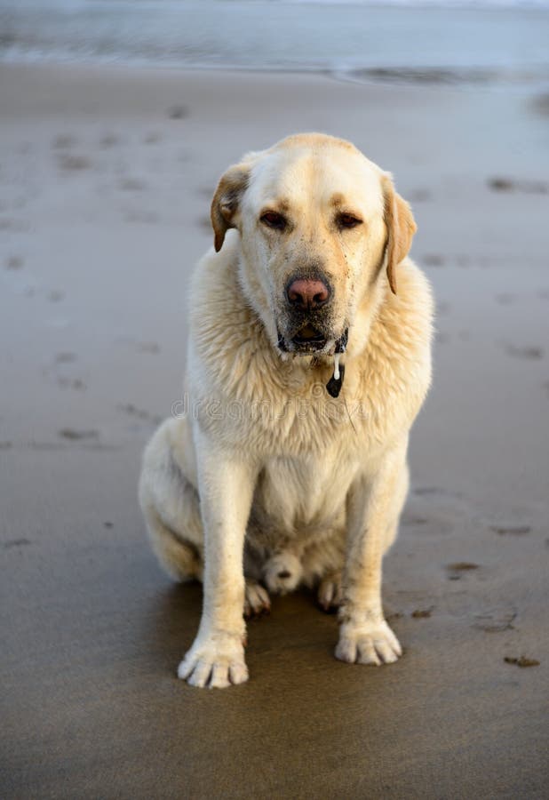 Golden Labrador Retriever stock image. Image of beach - 48876569