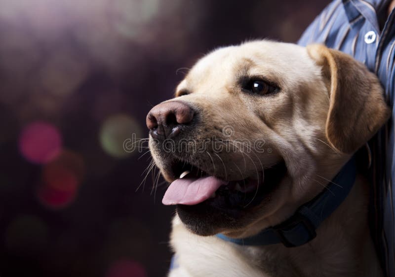 Golden Labrador stock image. Image of doggy, labrador - 65030025