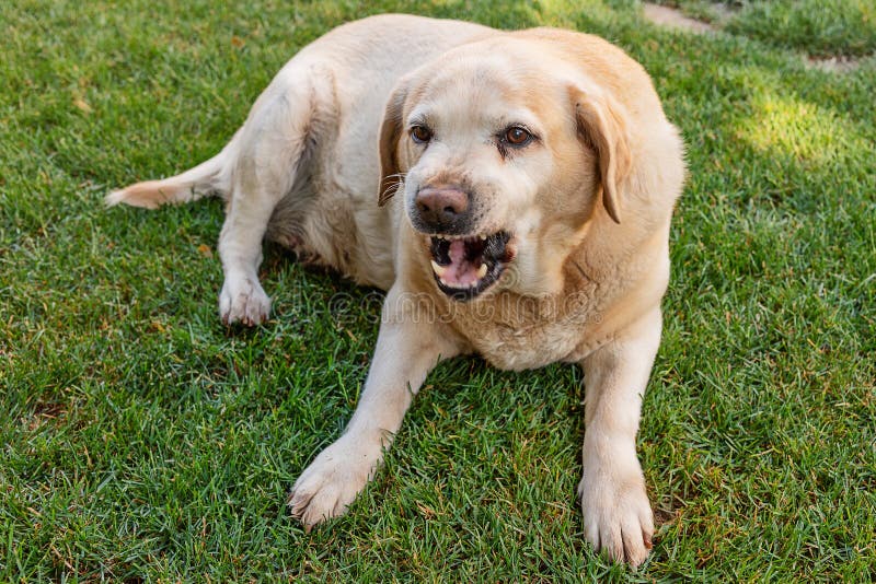 Golden Labrador Retriever. the Dog Growls. Stock Image - Image of ...