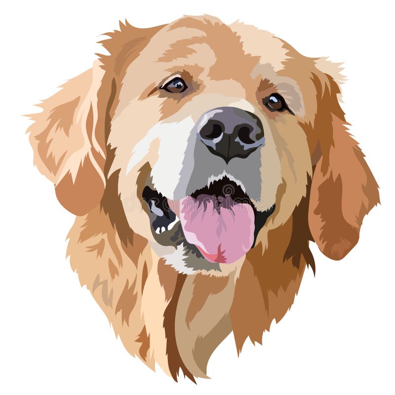 Golden Labrador Retriever. Head Vector Illustration Stock Vector ...