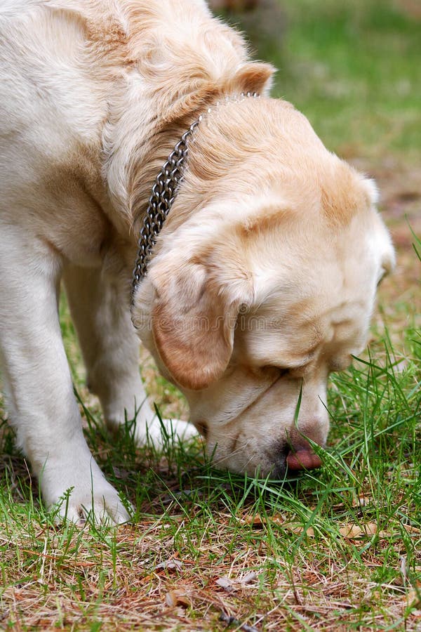 188 Retriever Smelling Photos - Free & Royalty-Free Stock Photos from ...