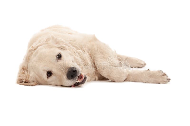 Golden Labrador Retriever on White Stock Image - Image of animal ...