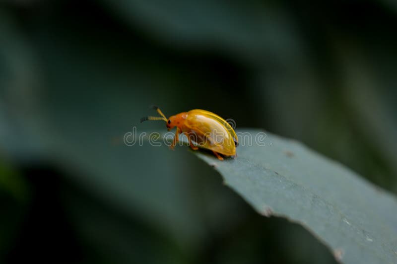 A golden Ladybug on a leaf stock image. Image of animal - 184220369
