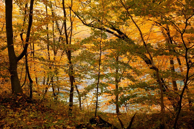 Golden Landscape of Beautiful Autumn Forest Stock Photo - Image of ...