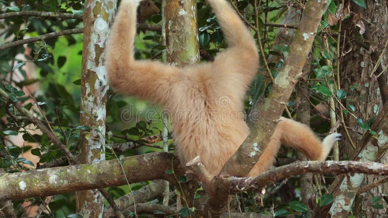 Golden Monkey in Its Natural Habitat Stock Footage - Video of heritage ...