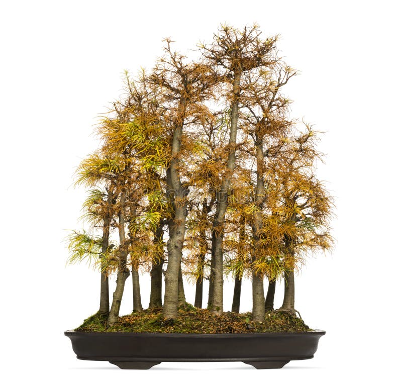 Golden Larch Bonsai Tree, Pseudolarix Amabilis, Isolated Stock Photo ...