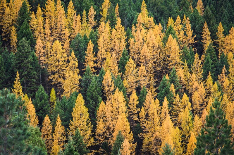 Golden larches in the fall stock image. Image of montana - 272148607