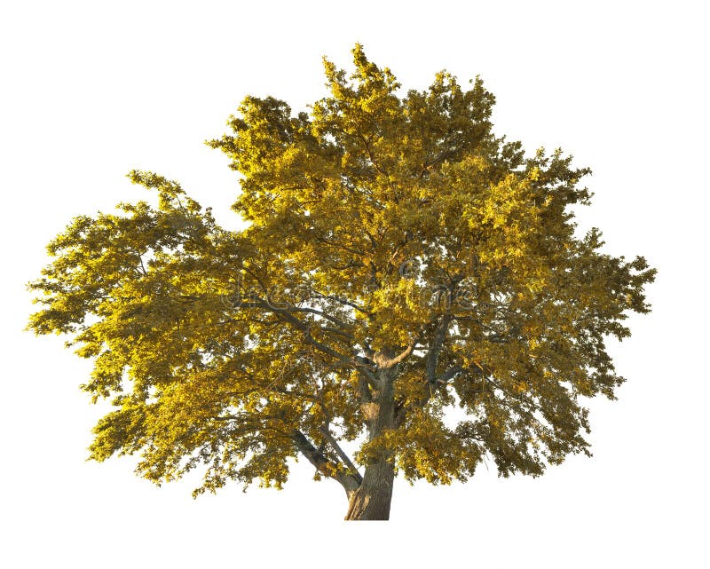 Golden Large Oak Tree Isolated on White Stock Image - Image of tree ...