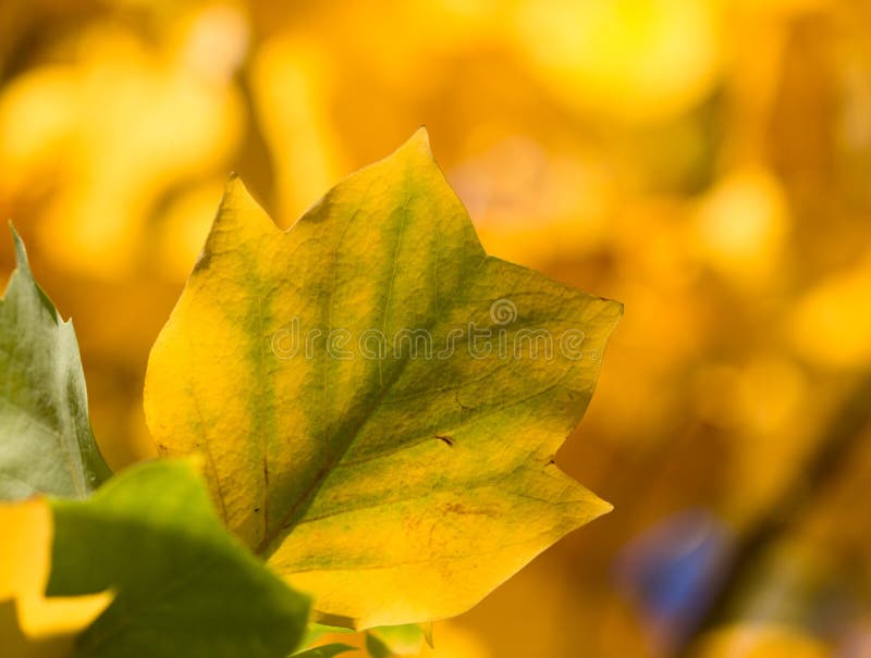 Golden leaf stock image. Image of tree, vibrant, fall - 10579723