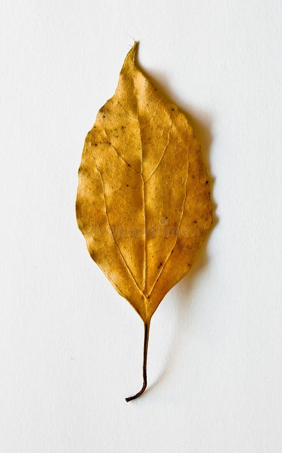 Golden leaf stock image. Image of bloom, closeup, botany - 11079033