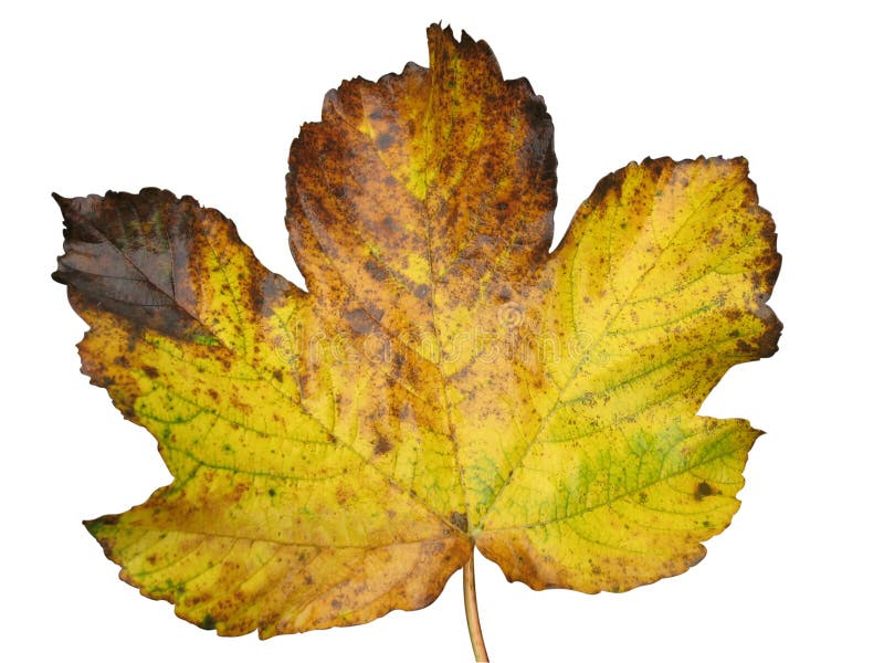 Golden leaf stock photo. Image of nature, vivid, color - 1792964