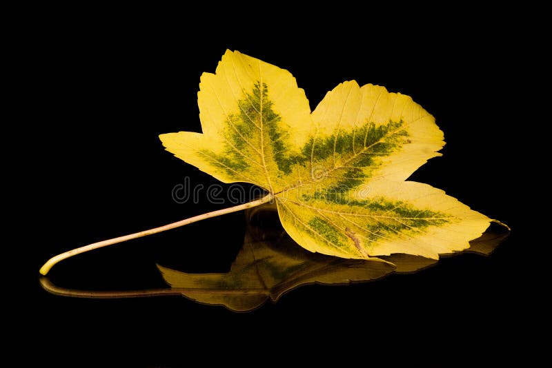 Golden Leaf stock photo. Image of colored, branch, isolated - 435698