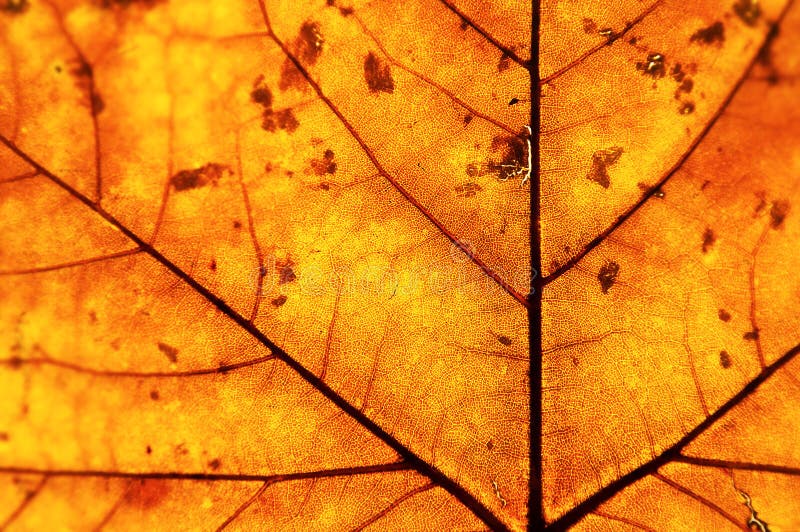 Golden leaf in autumn stock image. Image of close, macro - 88191329