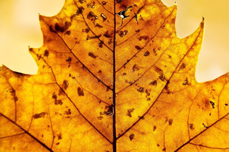 Golden leaf in autumn stock photo. Image of november - 88192766