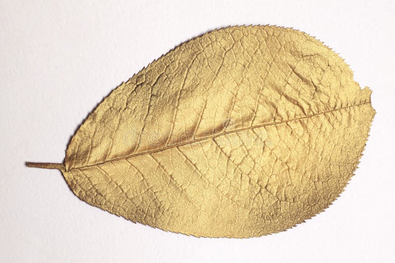 Golden Leaf Design Elements Isolated on White Background Stock Photo ...