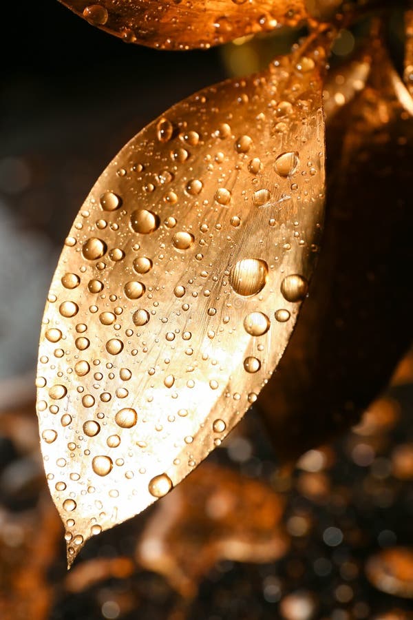 Golden drops of water stock image. Image of background - 13216853