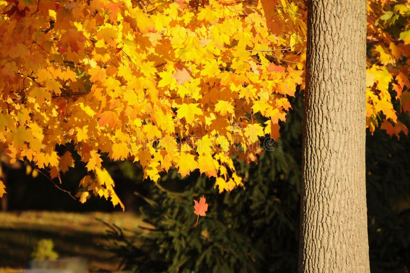 Golden leaf fall stock photo. Image of bright, lone, leaf - 11498088