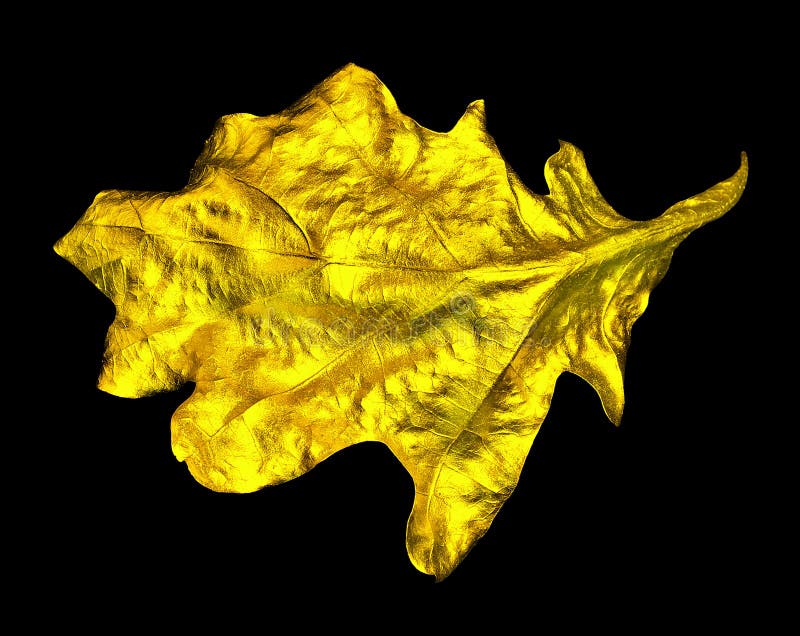 The Golden Leaf and Tree in Changsha City Stock Photo - Image of flora ...