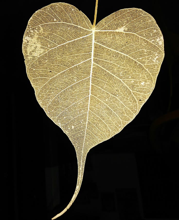 Arasamaram Stock Photos - Free & Royalty-Free Stock Photos from Dreamstime