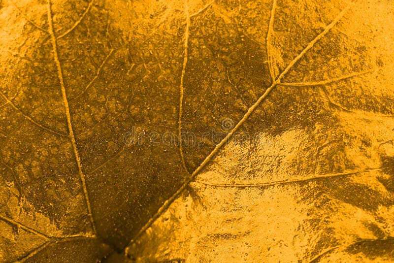 Golden leaf texture stock image. Image of rough, natural - 116683873