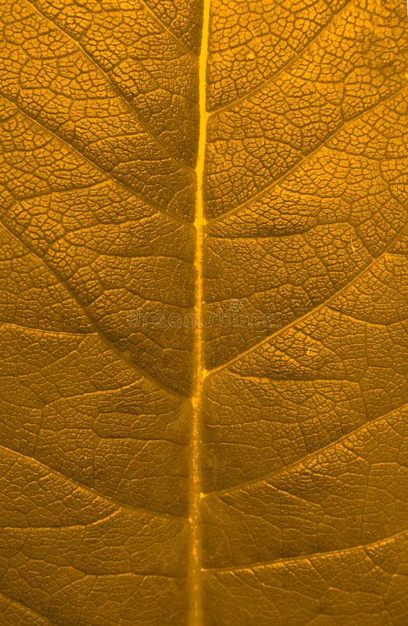 Golden leaf texture stock photo. Image of smooth, nature - 311719850