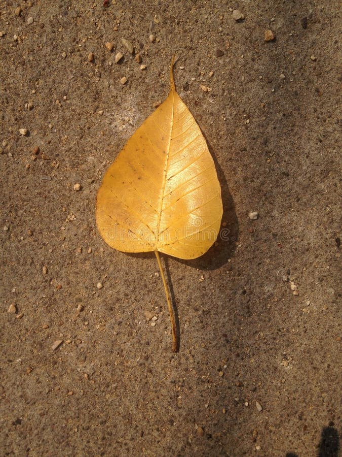 Golden leaf stock image. Image of thai, leaf, golden - 51216679