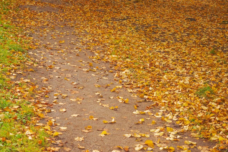 Golden Leafs on a Ground in a Park by a Small Walking Path Stock Image ...