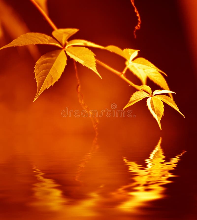 Golden leaves stock photo. Image of leaves, copy, color - 2927832
