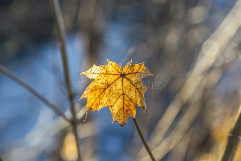 Golden leaves in autumn stock photo. Image of gold, forest - 43032442