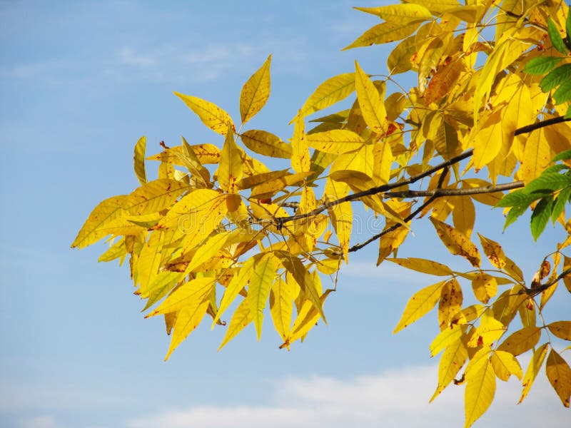 Golden leaves stock photo. Image of autumn, leaves, golden - 60339936