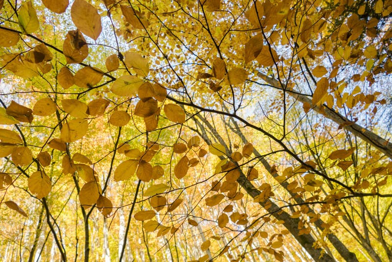 Golden leaves stock image. Image of color, golden, beech - 86259093