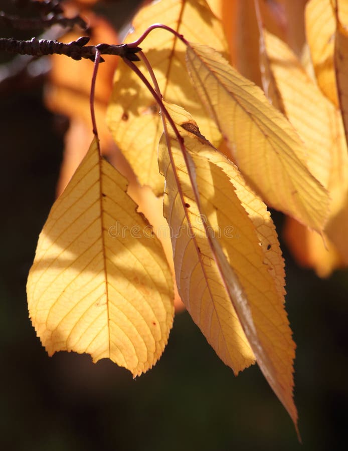 Golden Leaves Trees in Japanese Garden Stock Photo - Image of house ...