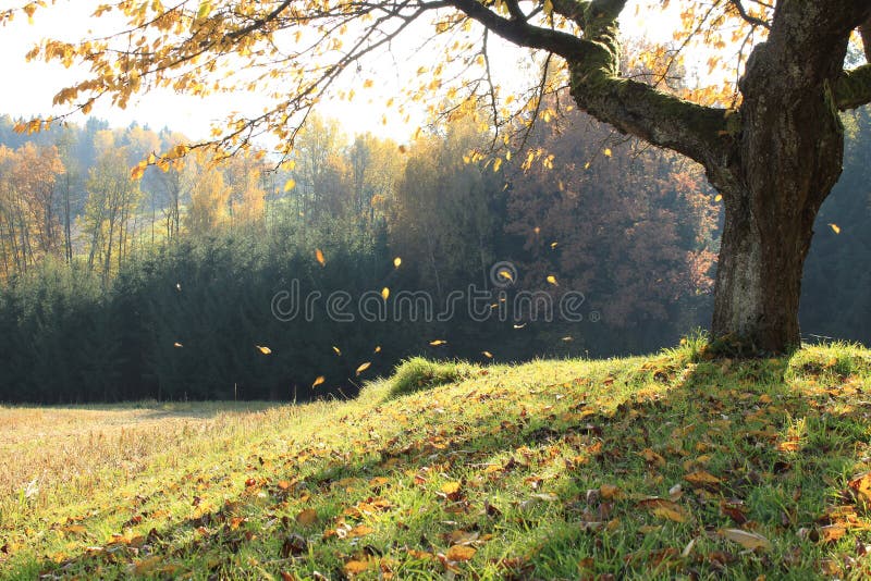 Golden leaves fall down stock photo. Image of grass, horizon - 37897428