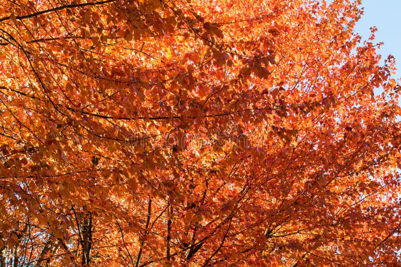 Golden Leaves on a Fall Tree Stock Image - Image of black, branch ...