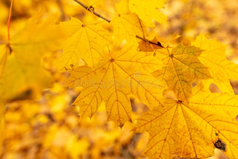 Golden Leaves on a Maple Tree in Autumn Stock Image - Image of outdoor ...