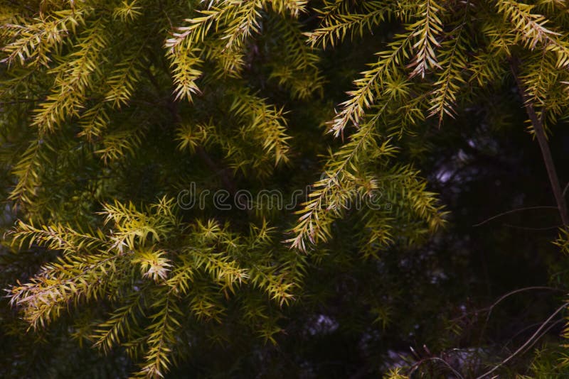 Melaleuca Revolution Gold stock image. Image of outdoor - 112929555