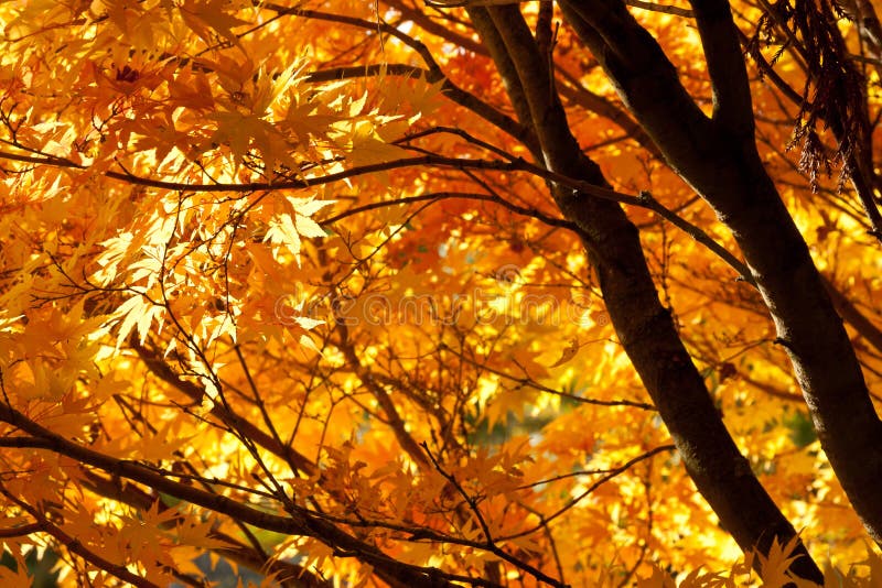 Golden leaves on a tree stock photo. Image of golden - 135431058