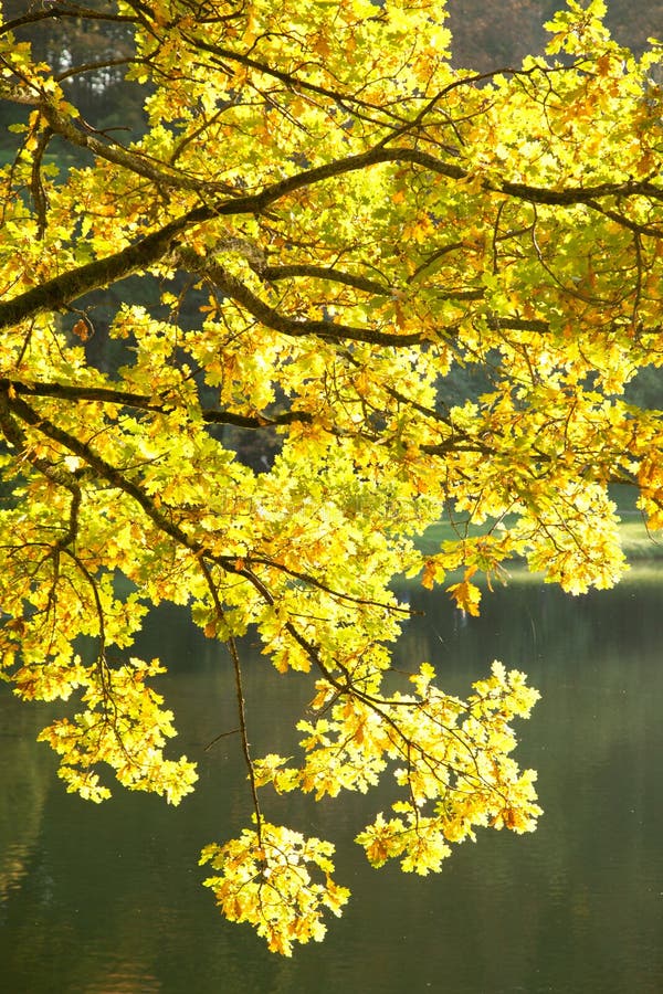 Golden Leaves on a Tree Backlit in the Autumn Stock Photo - Image of ...