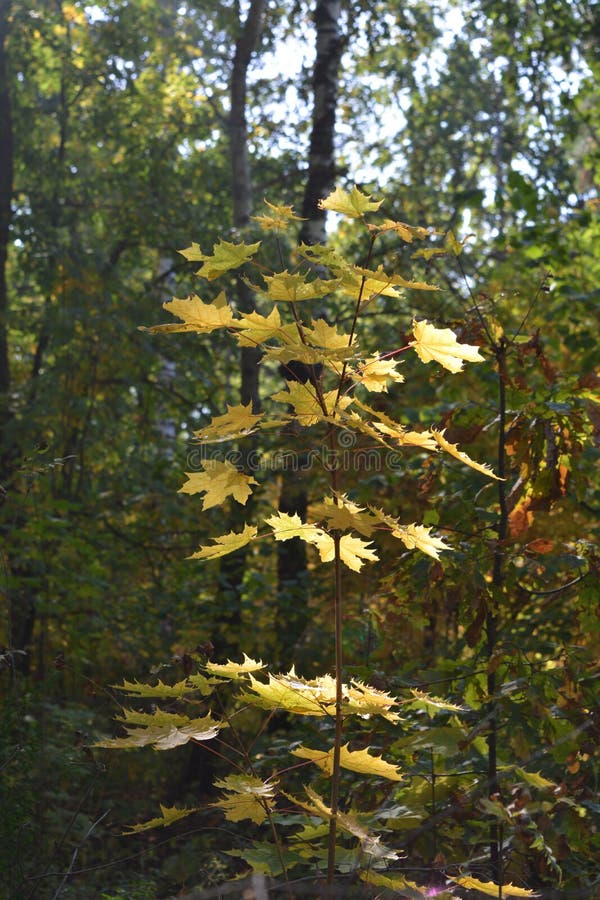 Golden Leaves of Young Maple Tree in the Sunlight. Forest in the ...
