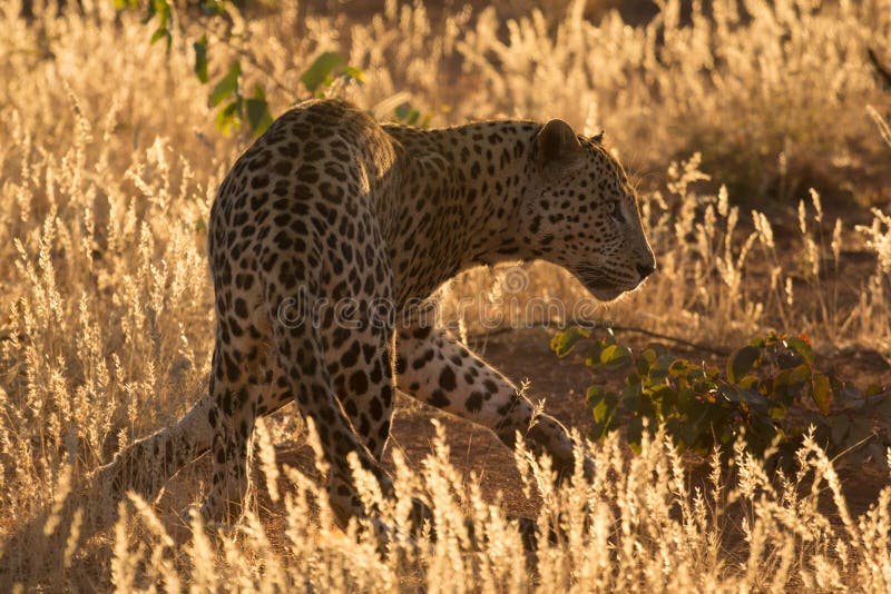 Golden Leopard stock image. Image of africa, wildlife - 55871351