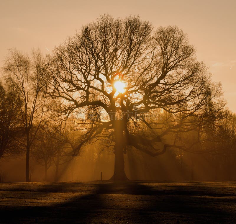 Golden Light stock image. Image of nature, yellow, mist - 37874723