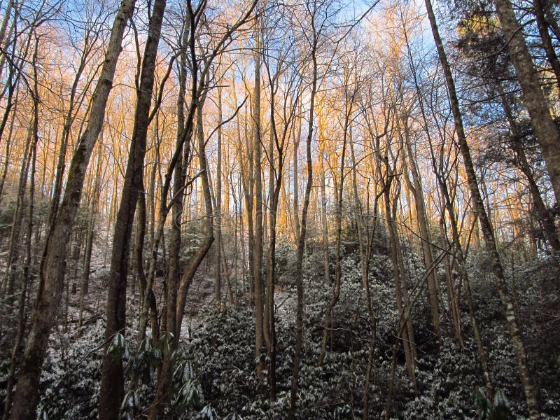 Golden Light and Early Morning Snow2 Stock Image - Image of snow2 ...