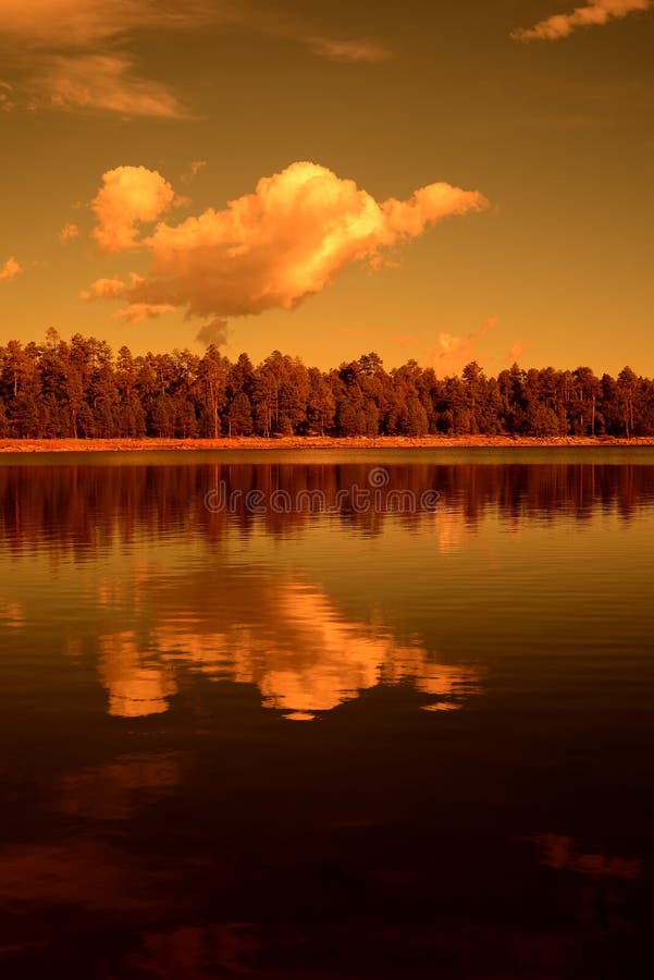 Golden light forest lake stock image. Image of light - 45581017