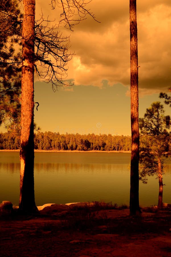 Golden light forest lake stock image. Image of light - 45581017