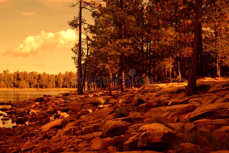 Golden light forest lake stock image. Image of light - 45581017