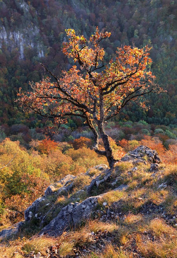 Golden Light Glowing through Pine Tree Silhouettes As the Sun Stock ...